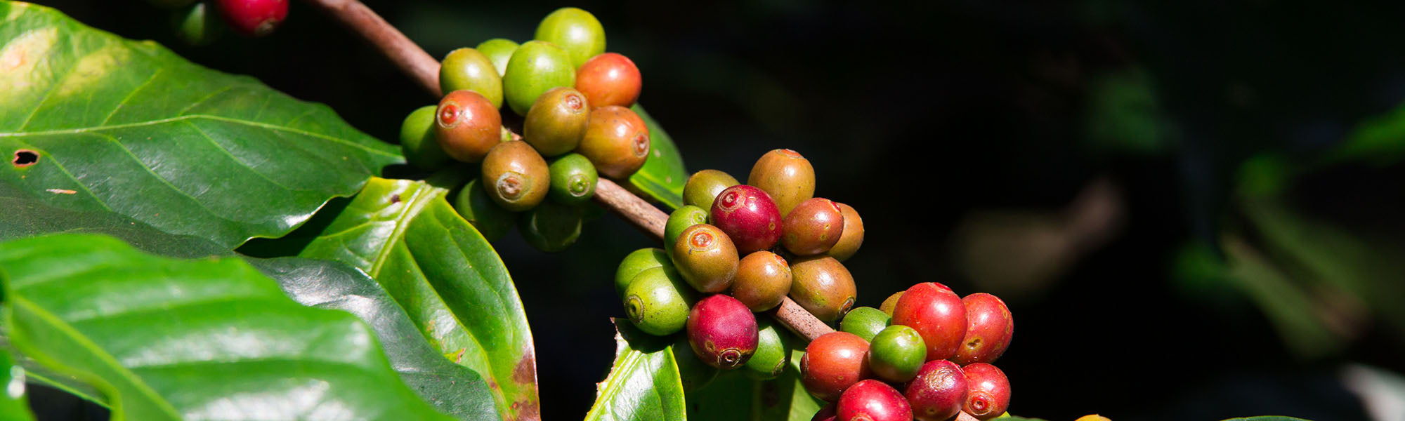 GRMS, gourmetcoffees.com